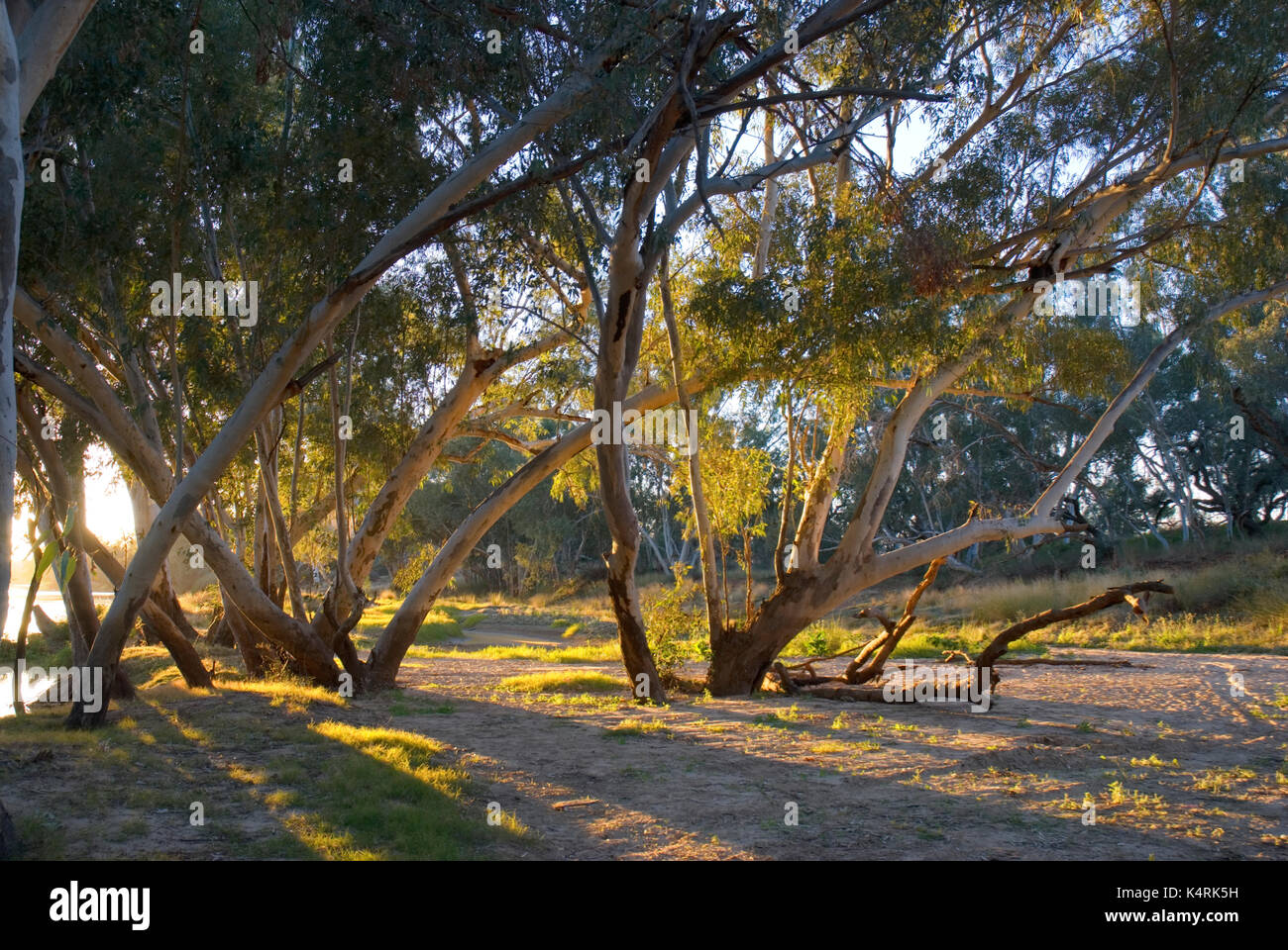 Australia, South Australia, Innamincka Cooper's Creek, Innamincka ...