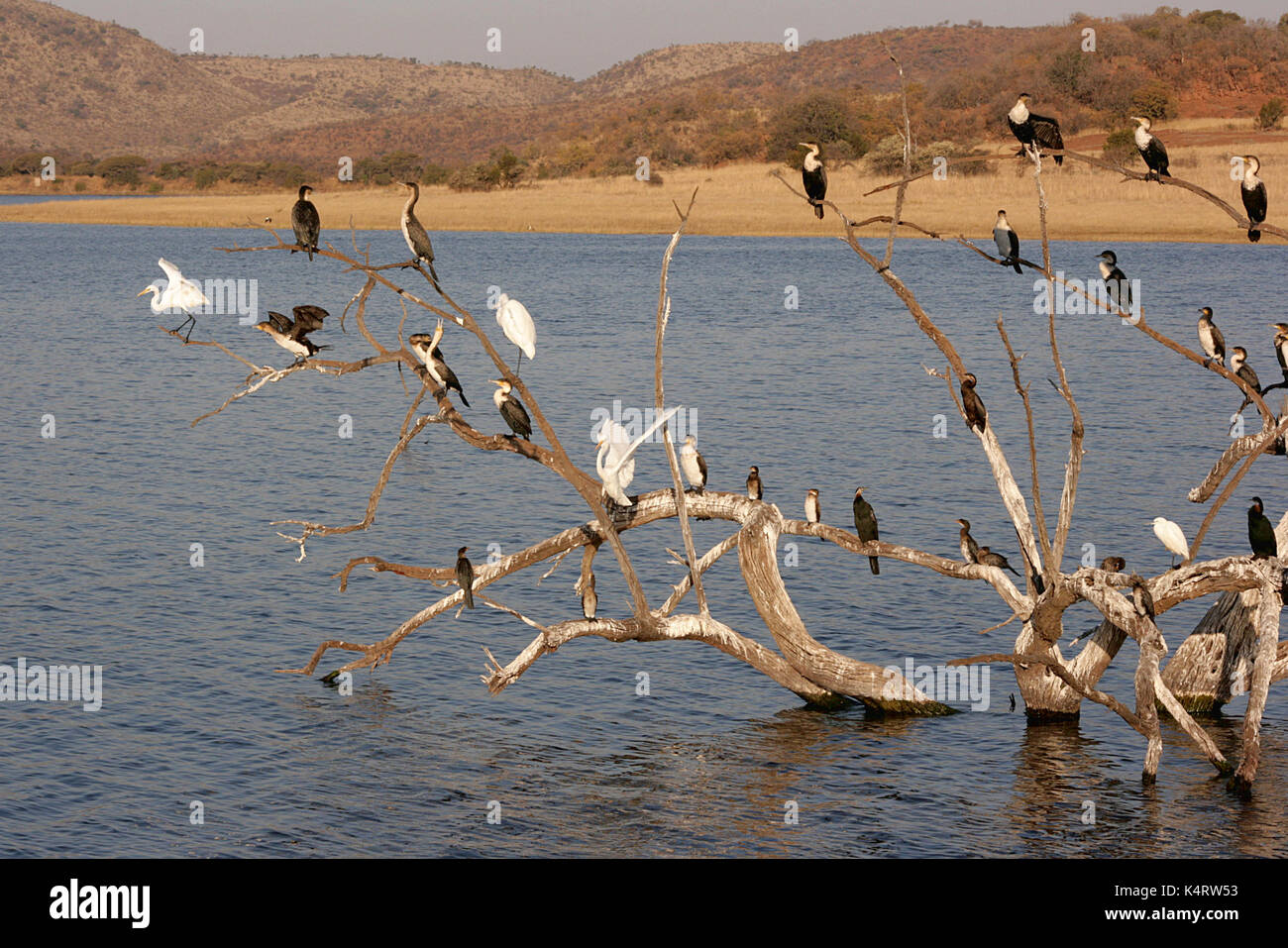South African Water Birds High Resolution Stock Photography and Images ...