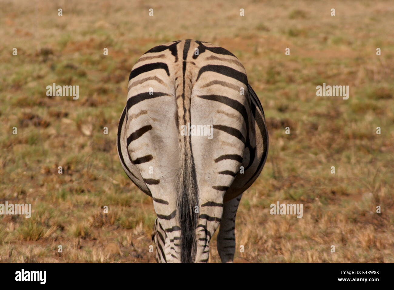 Horse bum hi-res stock photography and images - Alamy