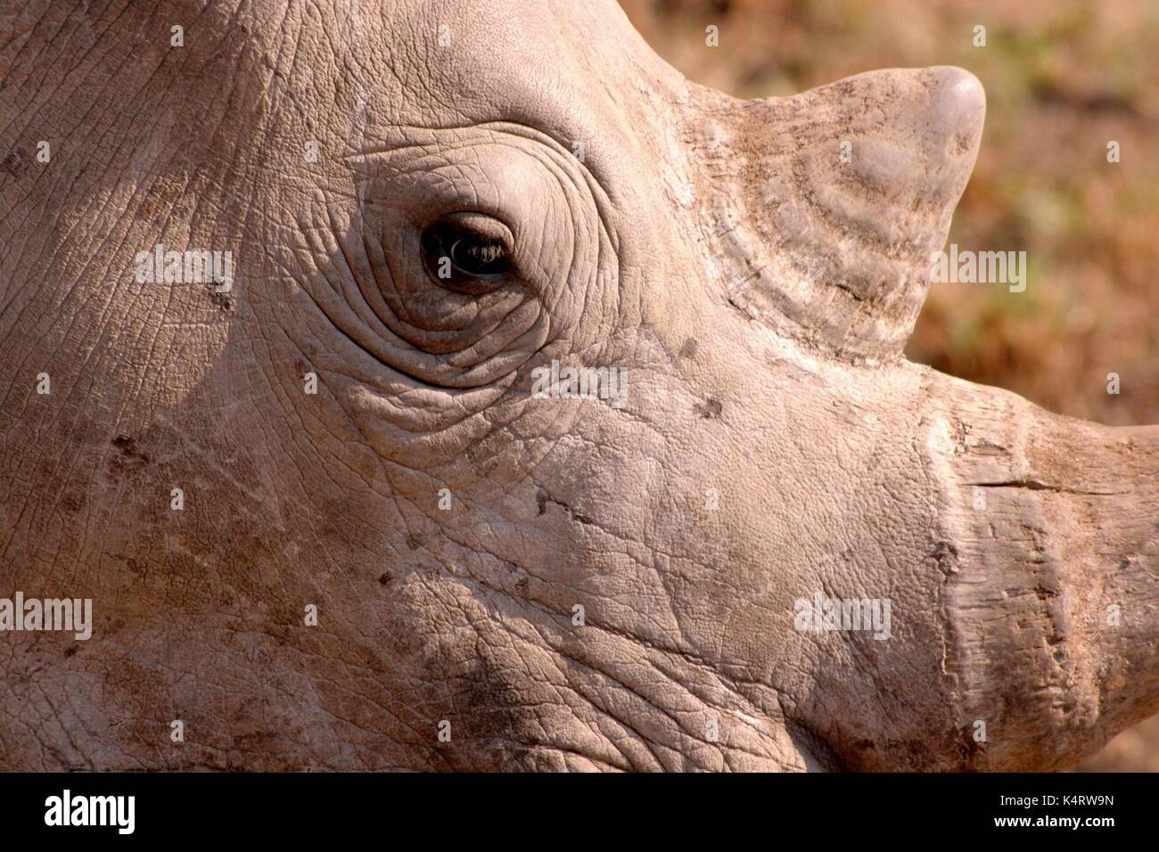 White Rhinoceros face in the Pilanesberg National Park, South Africa ...