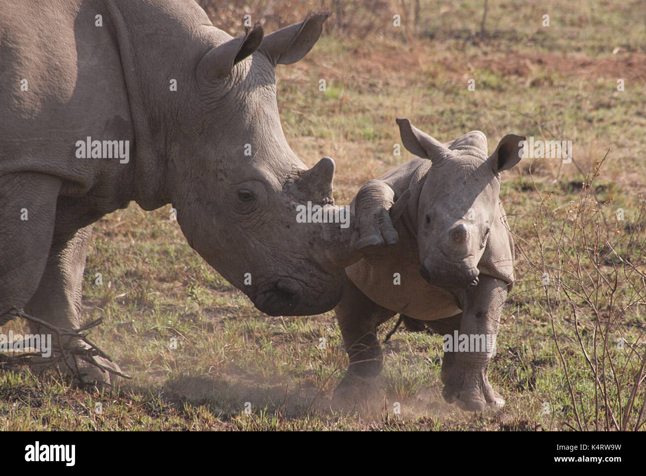 Young White Rhinoceros playing with its mother in the Pilanesberg ...