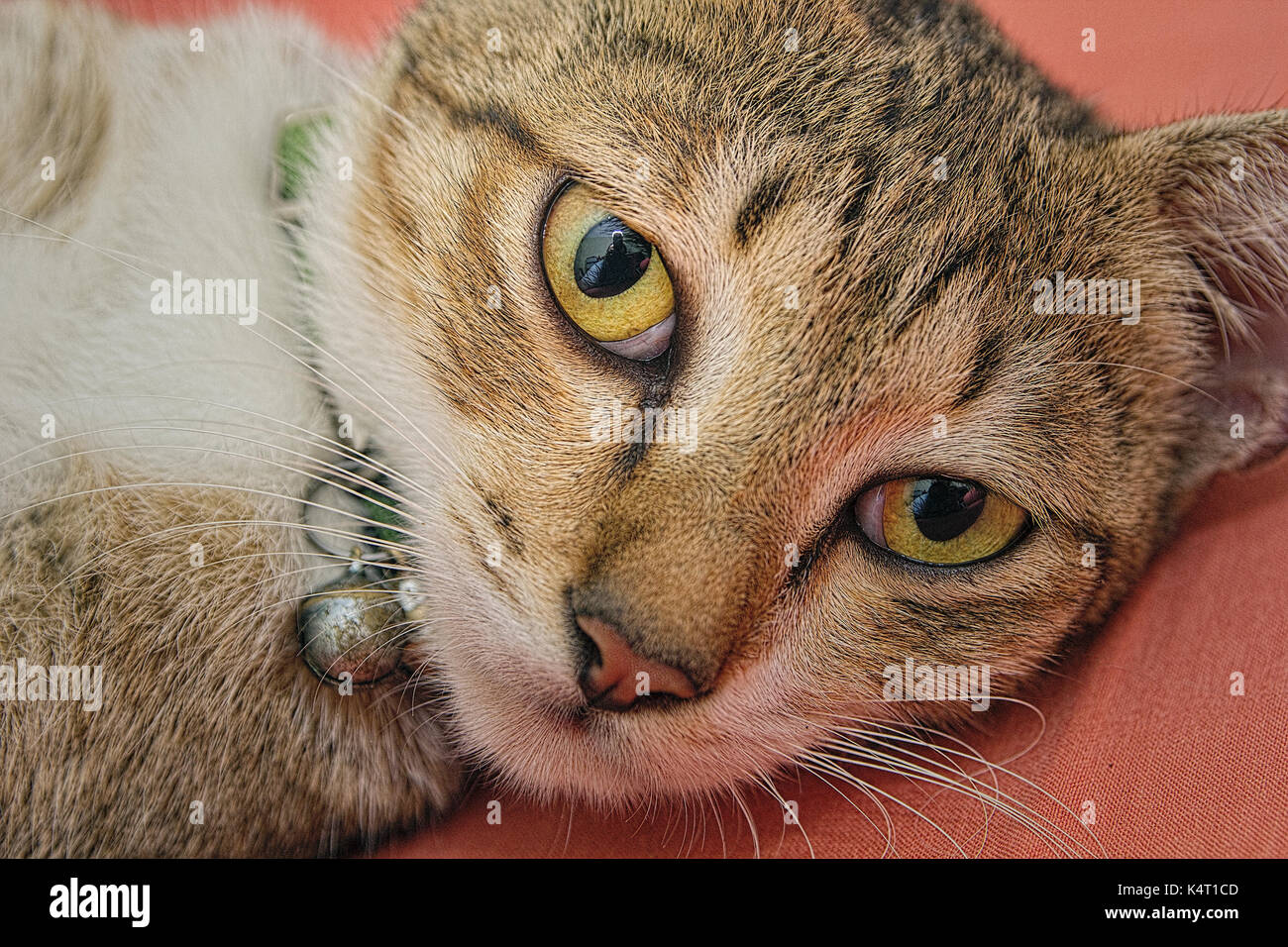 adorable cat face portrait Stock Photo - Alamy
