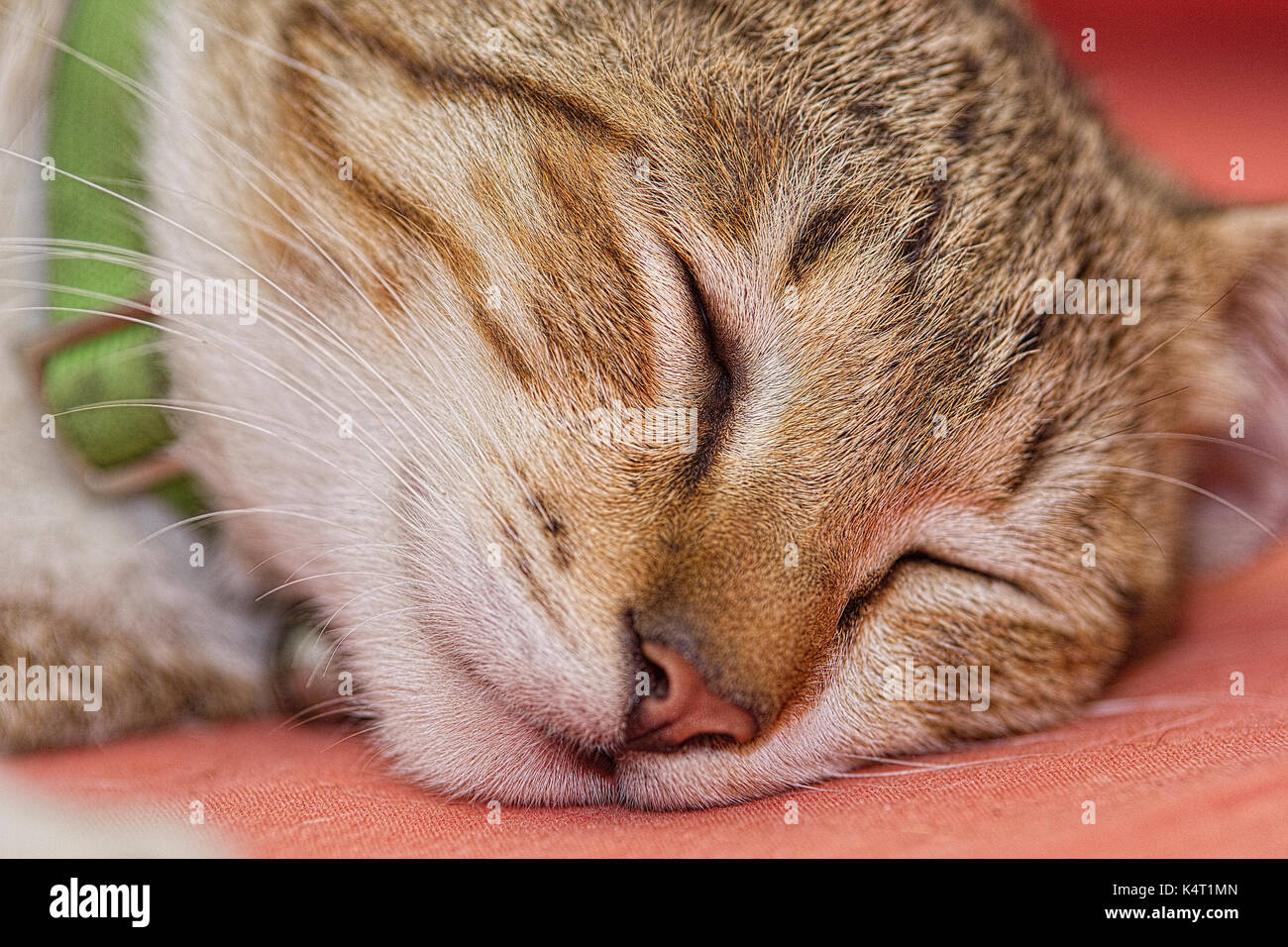adorable cat face sleeping Stock Photo - Alamy