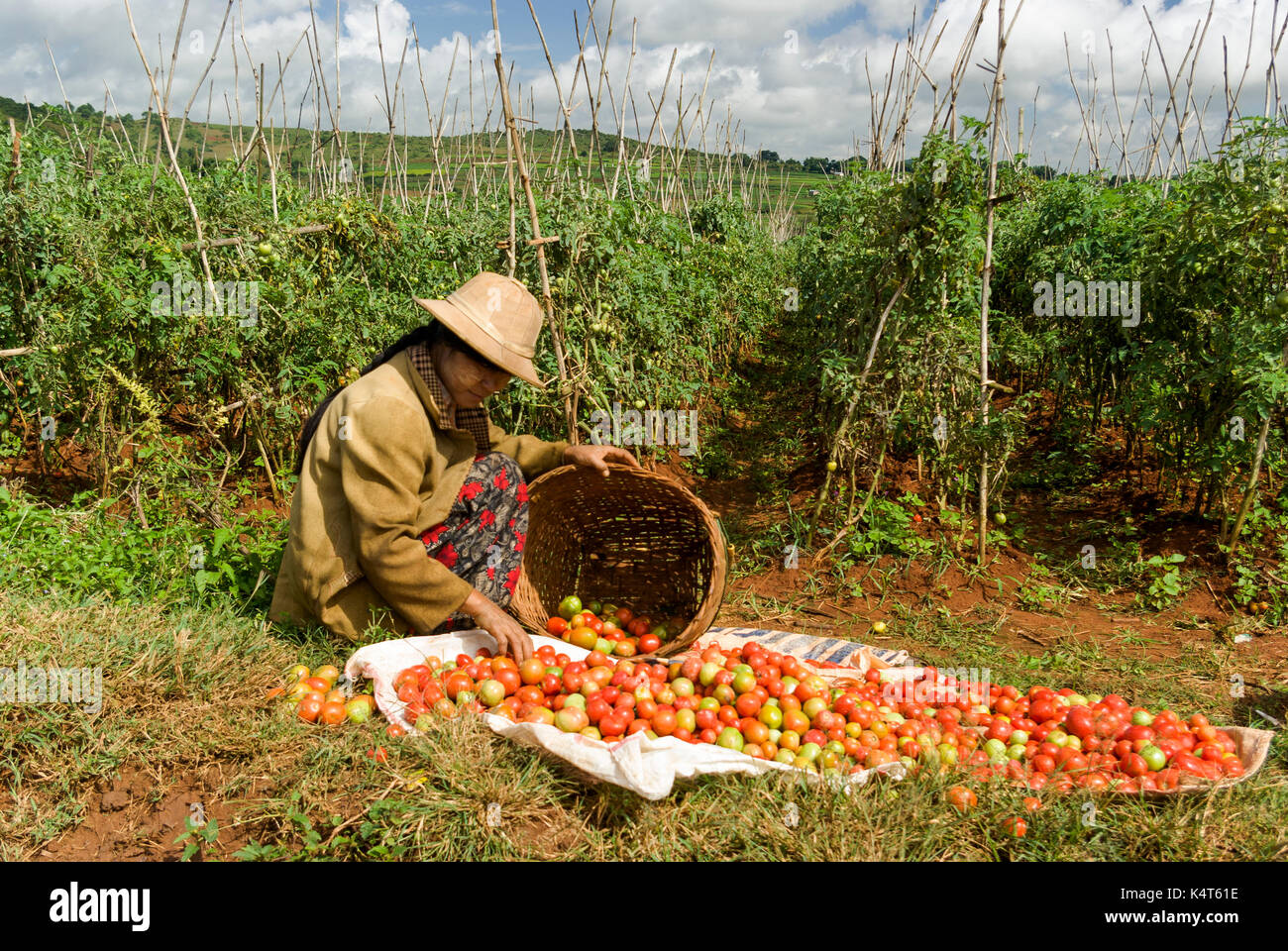 Shan State, Myanmar, Burma, South East Asia Stock Photo - Alamy