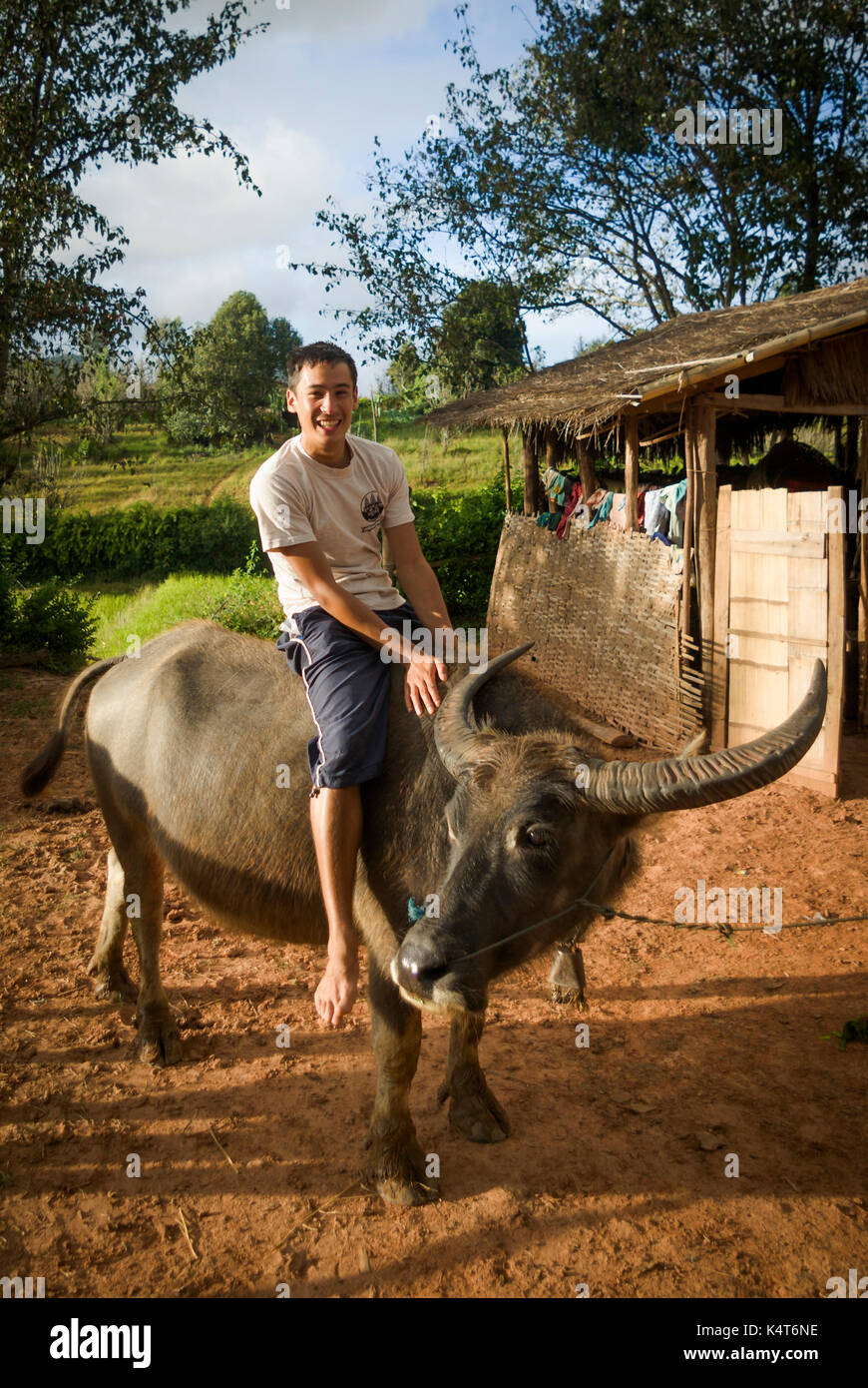 Buffalo myanmar inle hi-res stock photography and images - Alamy