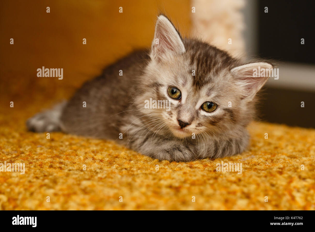 A cute little kitten is resting. Pets. Hypoallergenic breed of cats ...