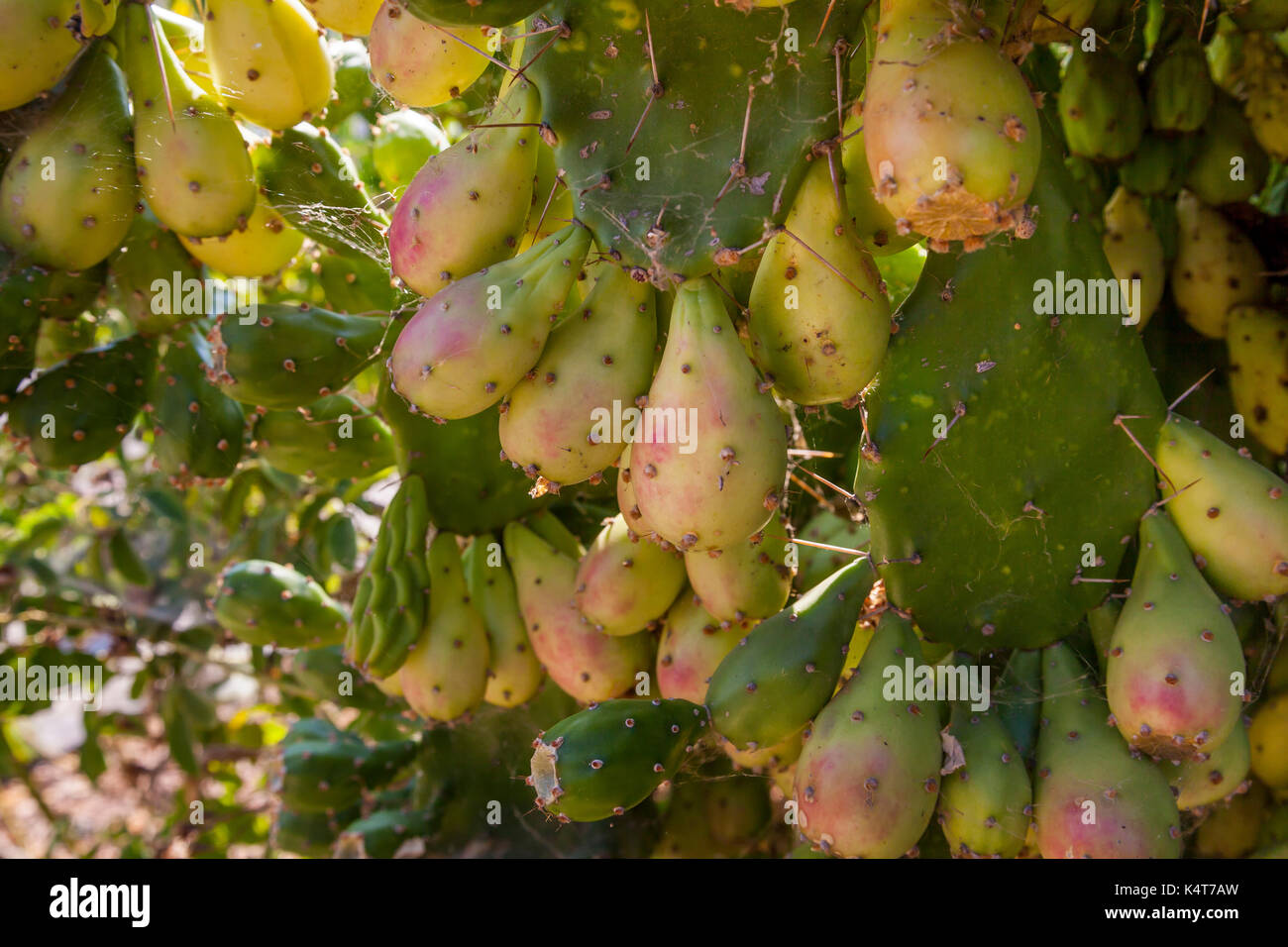 Cactus pears inside the Mission San Francisco Solano garden, Sonoma, CA ...