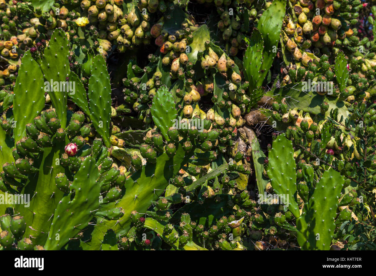 Succulents with no flowers hi-res stock photography and images - Alamy