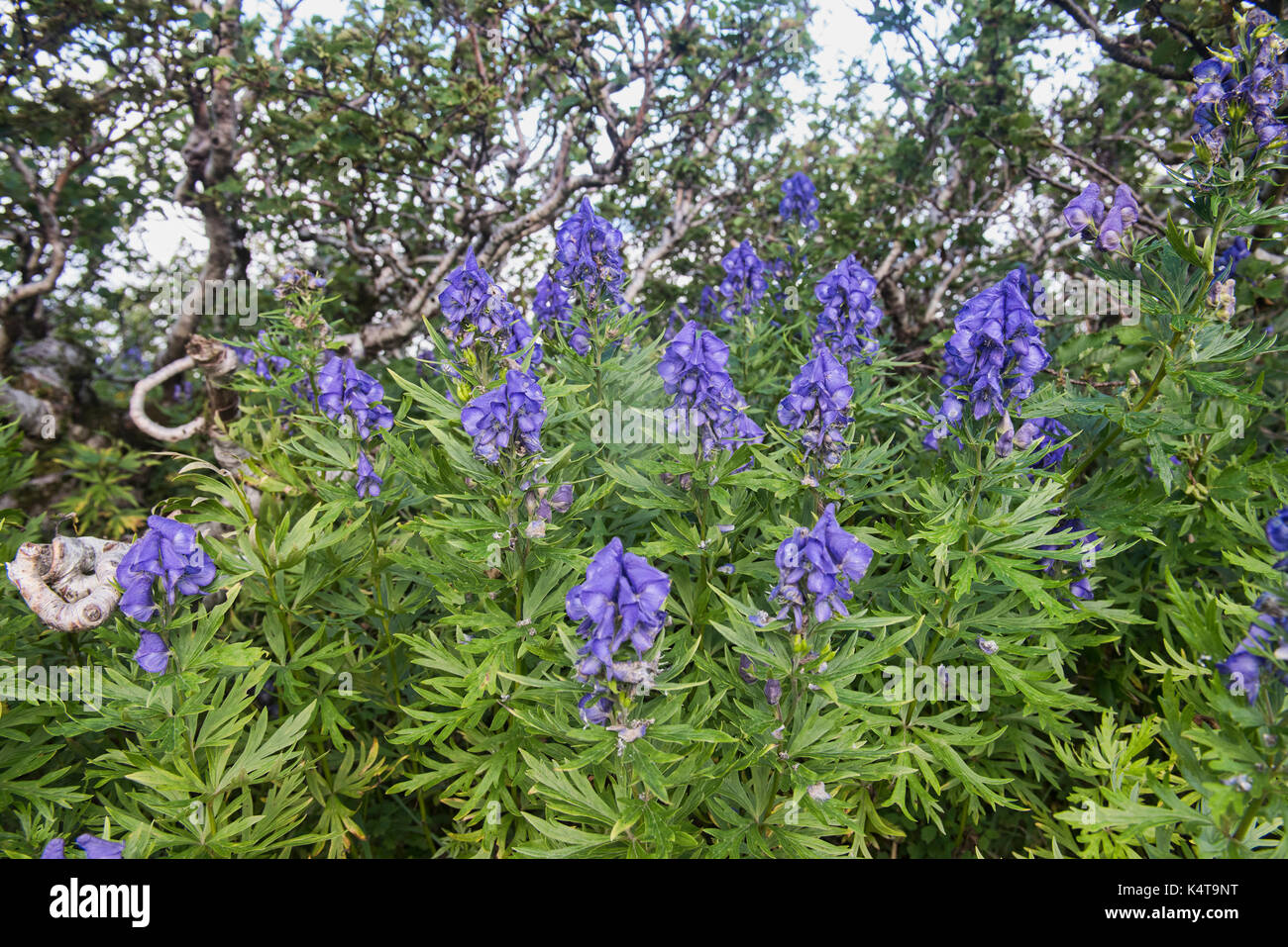 Wolfs bane hi-res stock photography and images - Alamy