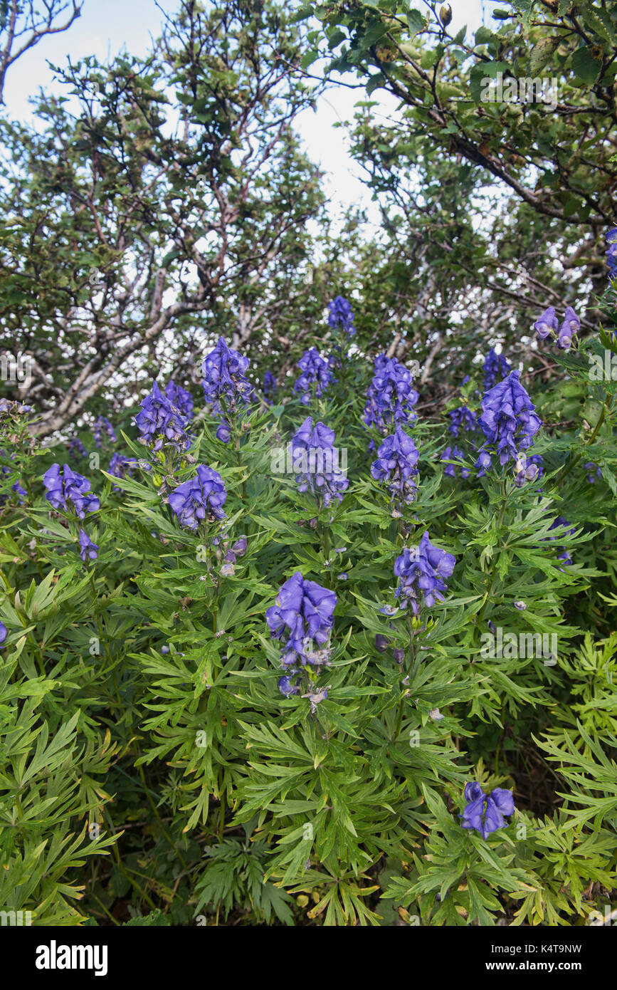 Beautiful but highly poisonous Aconitum (Wolf's Bane) growing on Mount ...