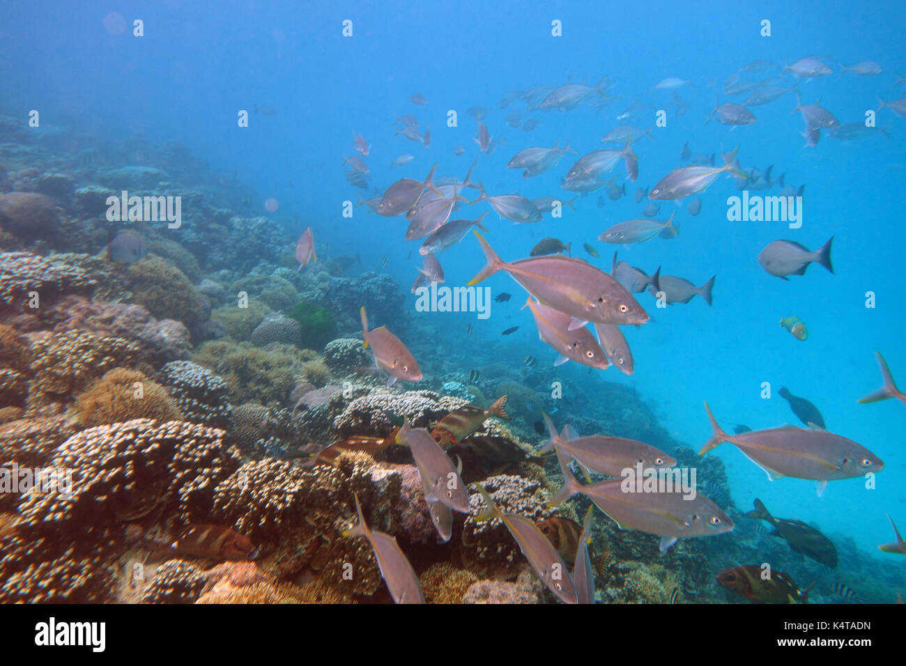 Schools of fish and corals at Comet's Hole/Comet's Shoal, Lord Howe ...