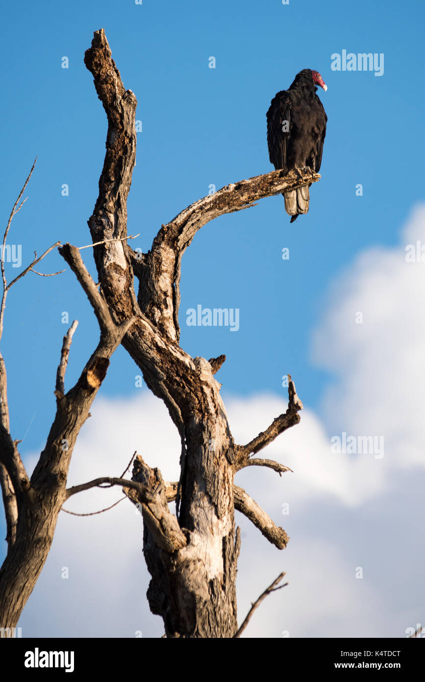 Dead buzzard hi-res stock photography and images - Alamy