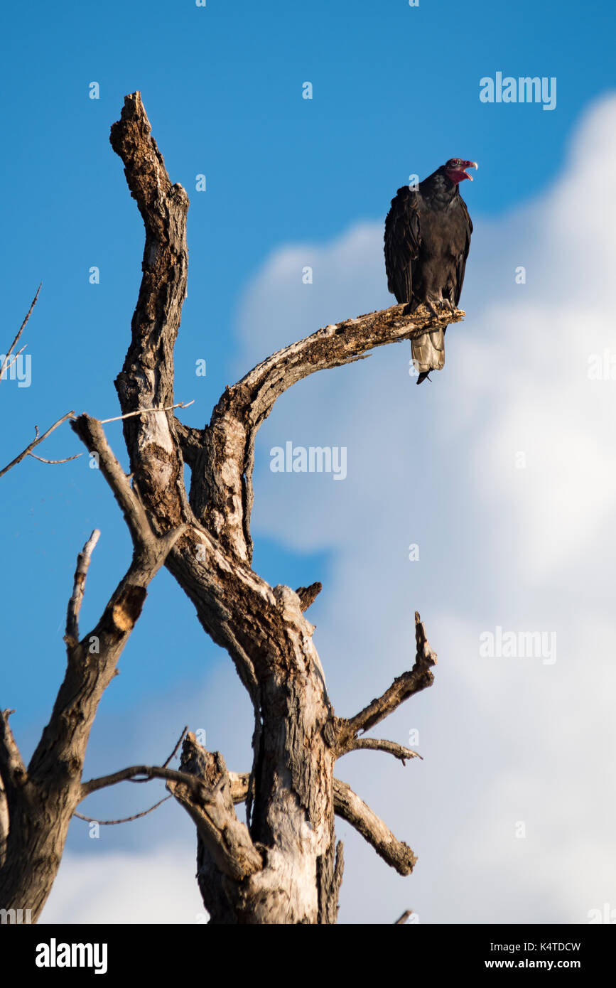 Buzzard tree hi-res stock photography and images - Alamy