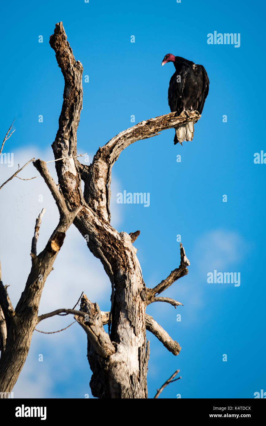 Buzzard on dead tree under sunny sky Stock Photo - Alamy