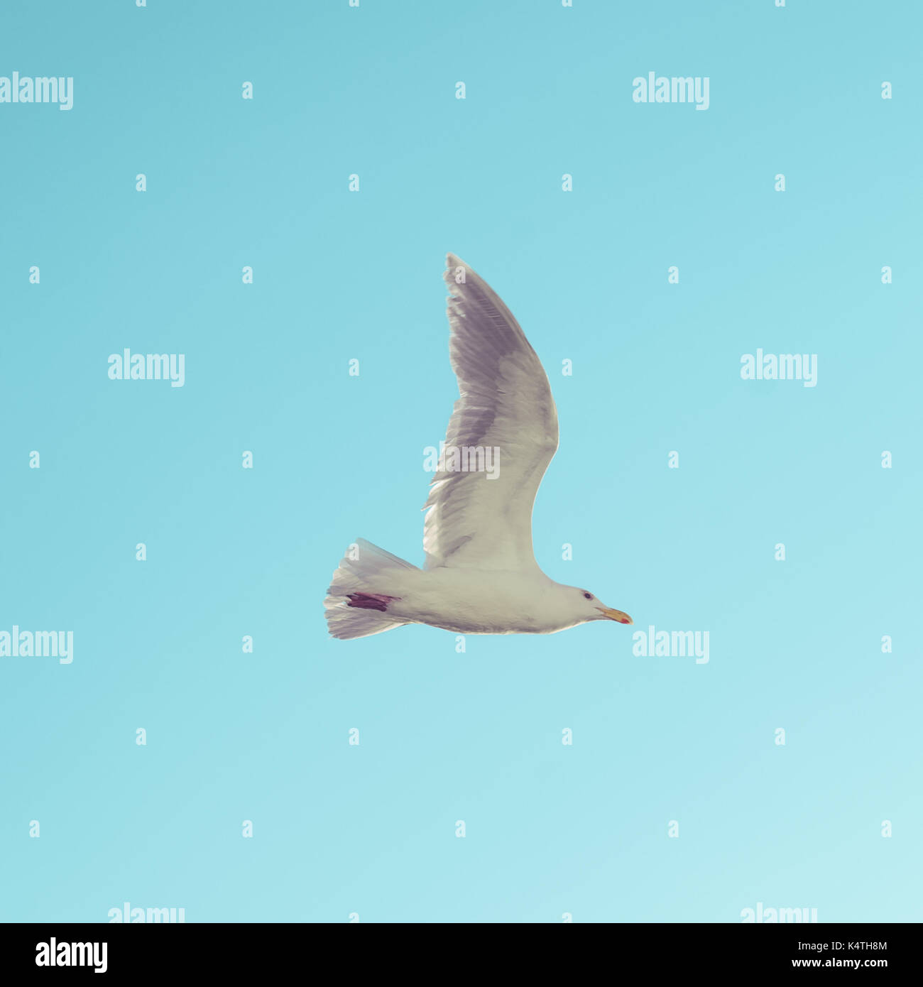 Photograph of a seagull in flight. Western Gull or latin name Larus ...