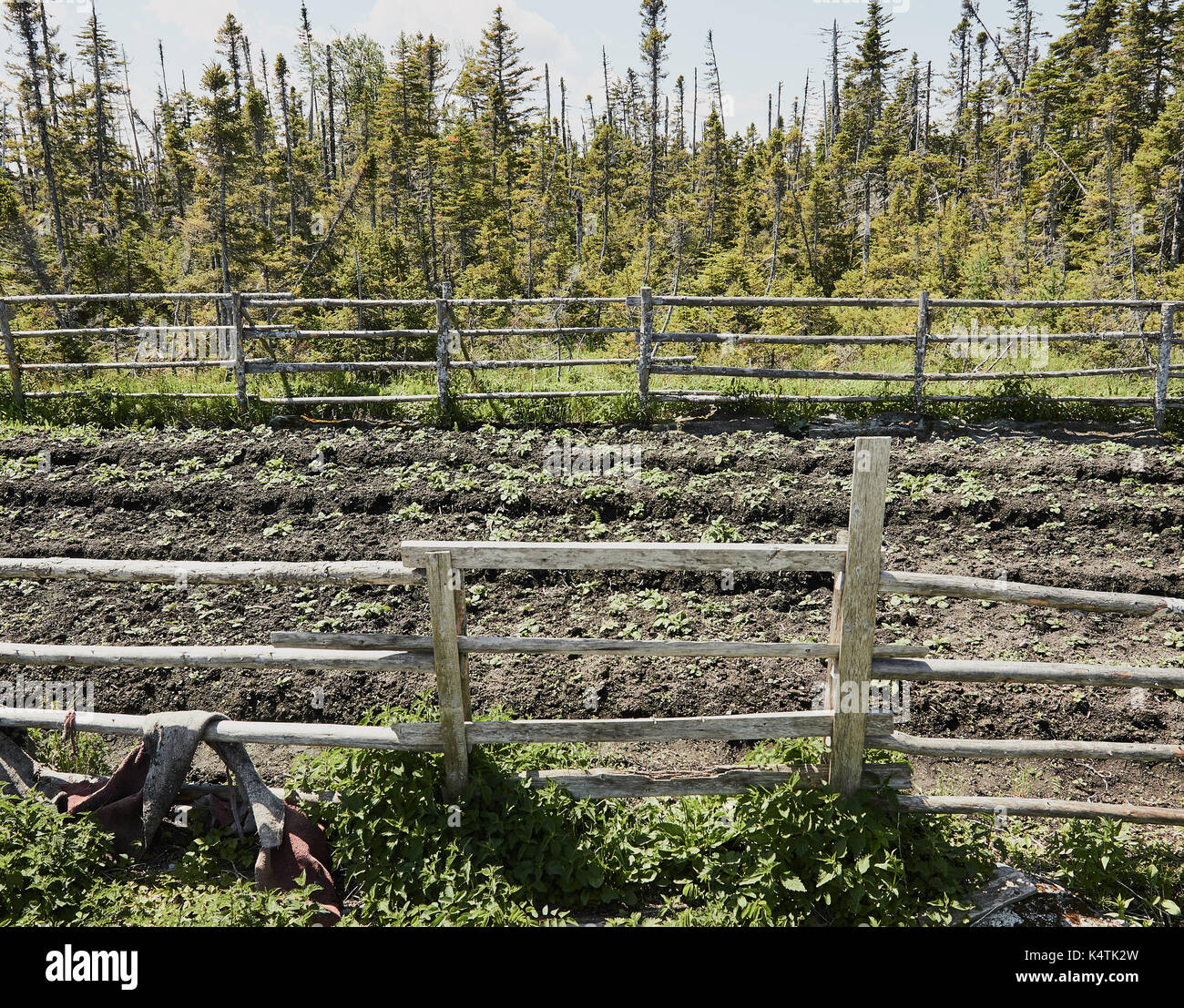 Fenced off area for growing vegetables, Newfoundland, Canada Stock ...