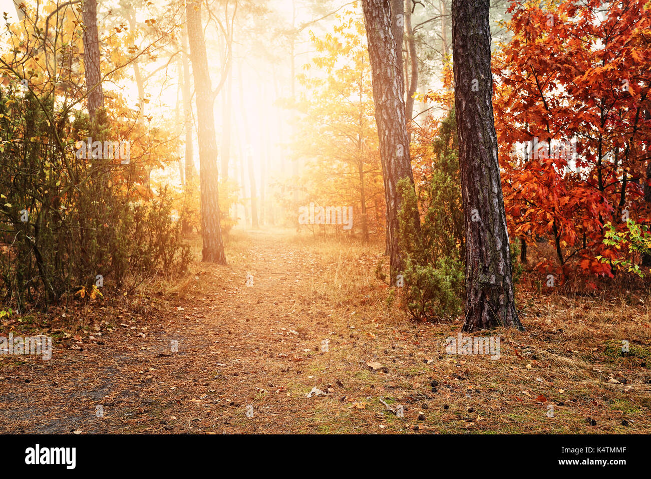 colorful autumn colored forest Stock Photo - Alamy