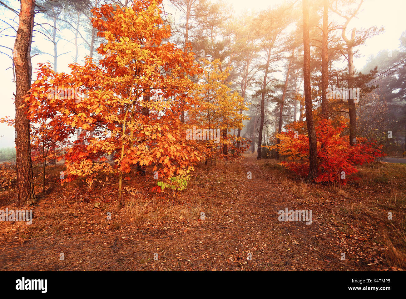 Forest colorful leaves hi-res stock photography and images - Alamy