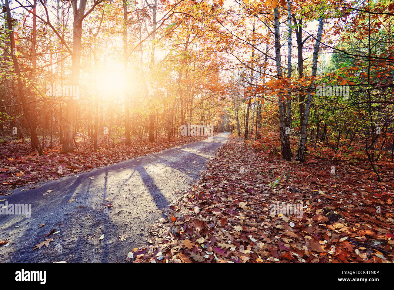Colorful autumn landscape on a sunny day Stock Photo - Alamy