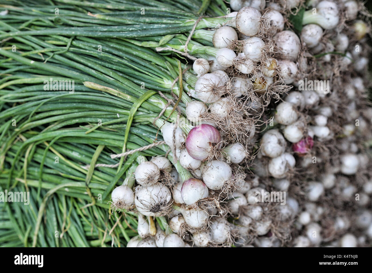 Stack of spring onion selling on market Stock Photo - Alamy