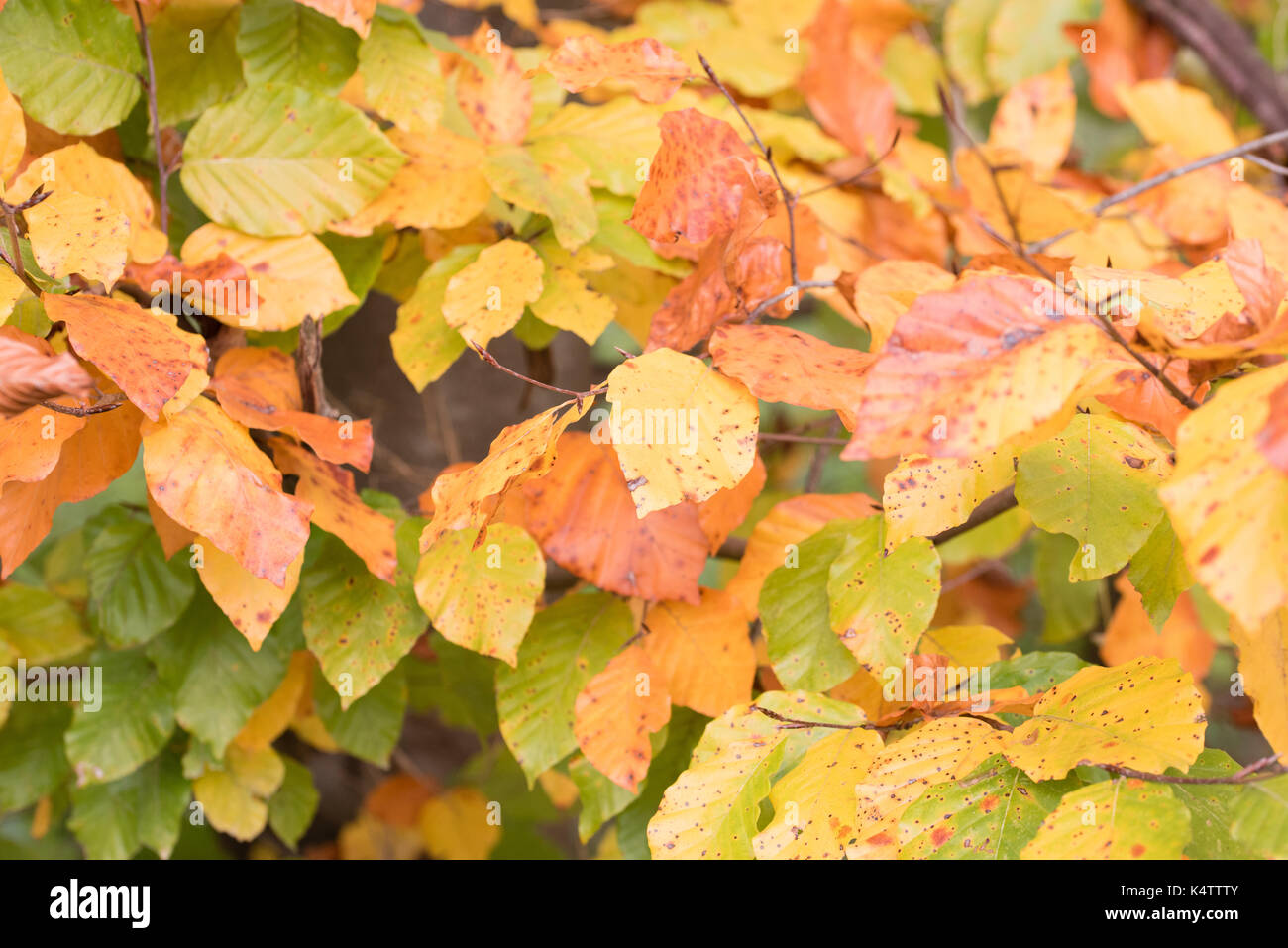 Autumn leaves and colors Stock Photo - Alamy