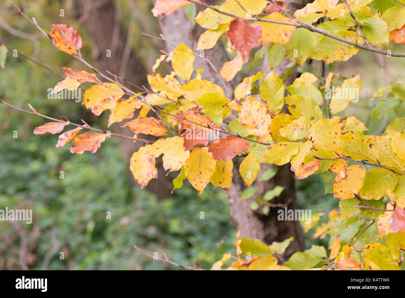 Autumn leaves and colors Stock Photo - Alamy