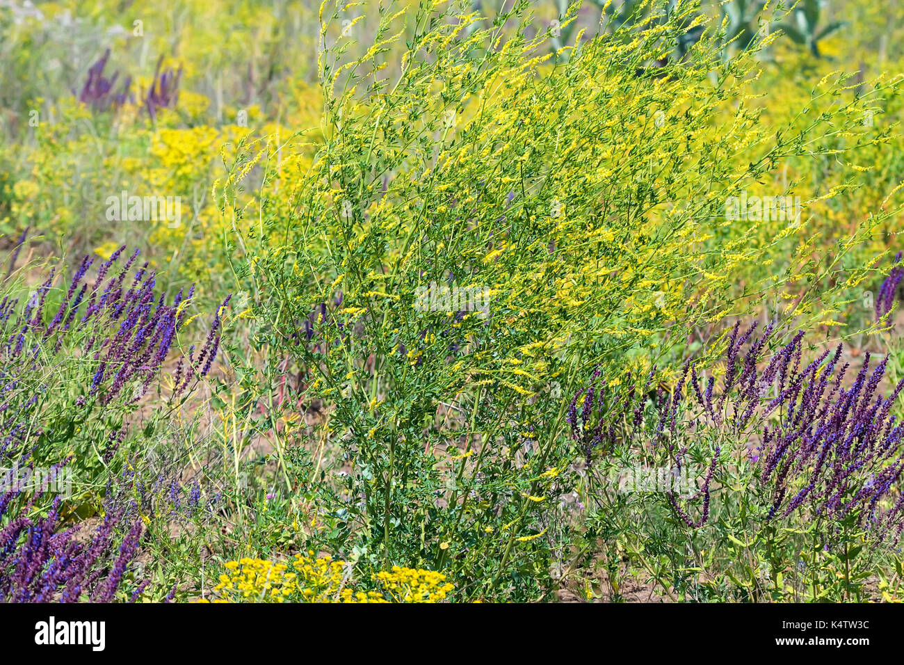 Steppe Flower High Resolution Stock Photography and Images - Alamy