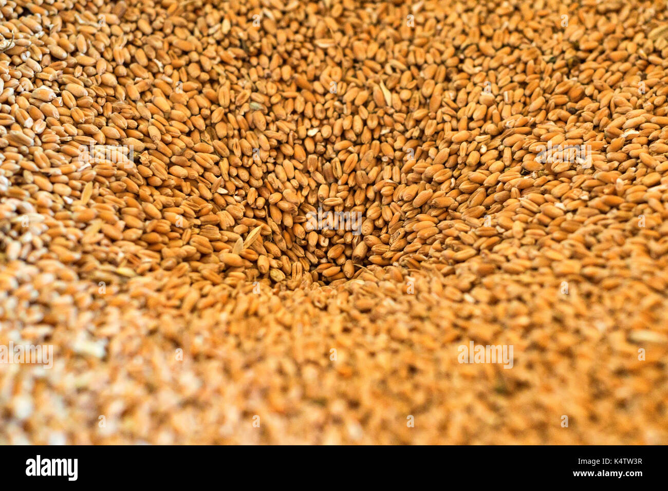 Close up of wheat grain hi-res stock photography and images - Alamy