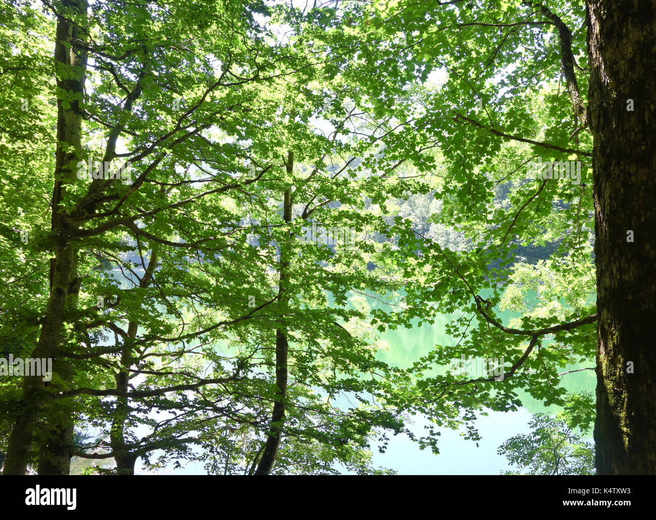National park Biogradska mountain, Montenegro Stock Photo - Alamy