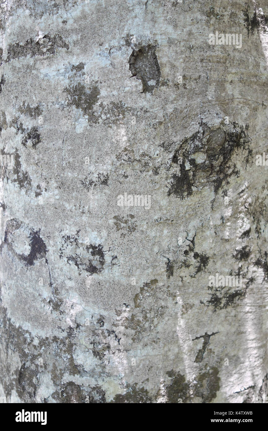 beech bark background Stock Photo - Alamy