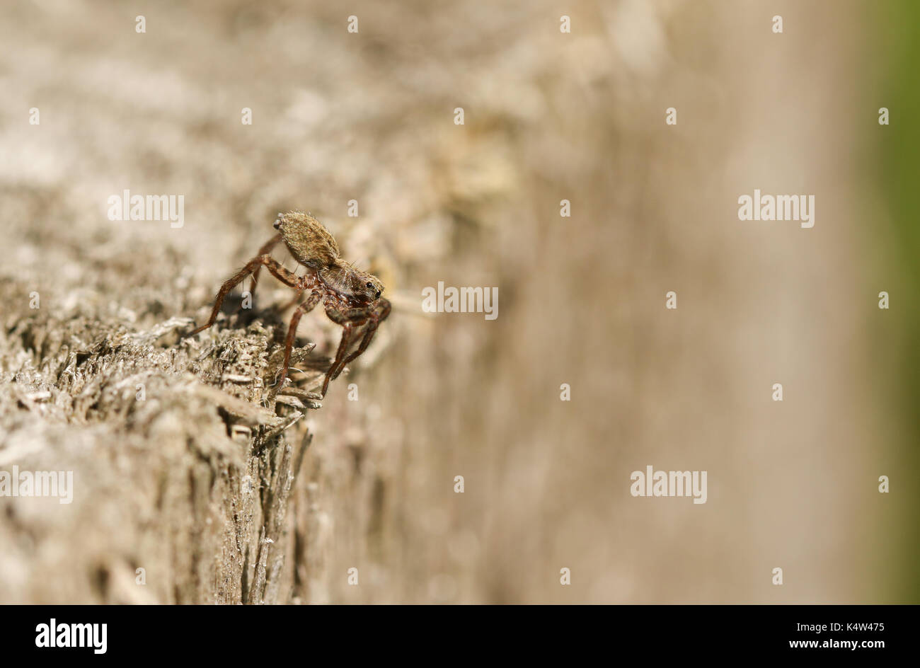 A hunting Wolf spider (Pardosa Stock Photo - Alamy