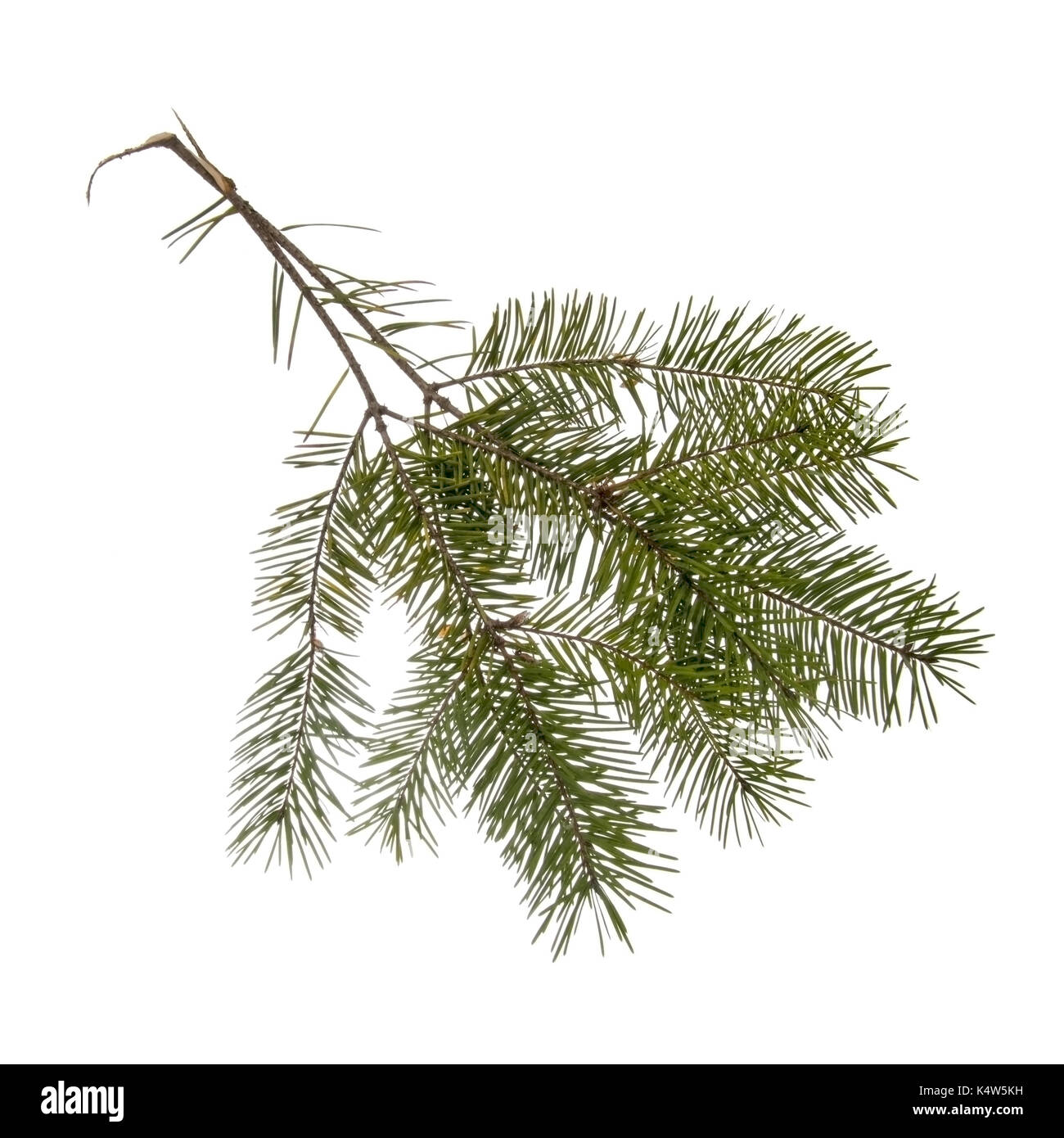 Two pine, fir twigs from a Christmas tree. Isolated on white Stock ...