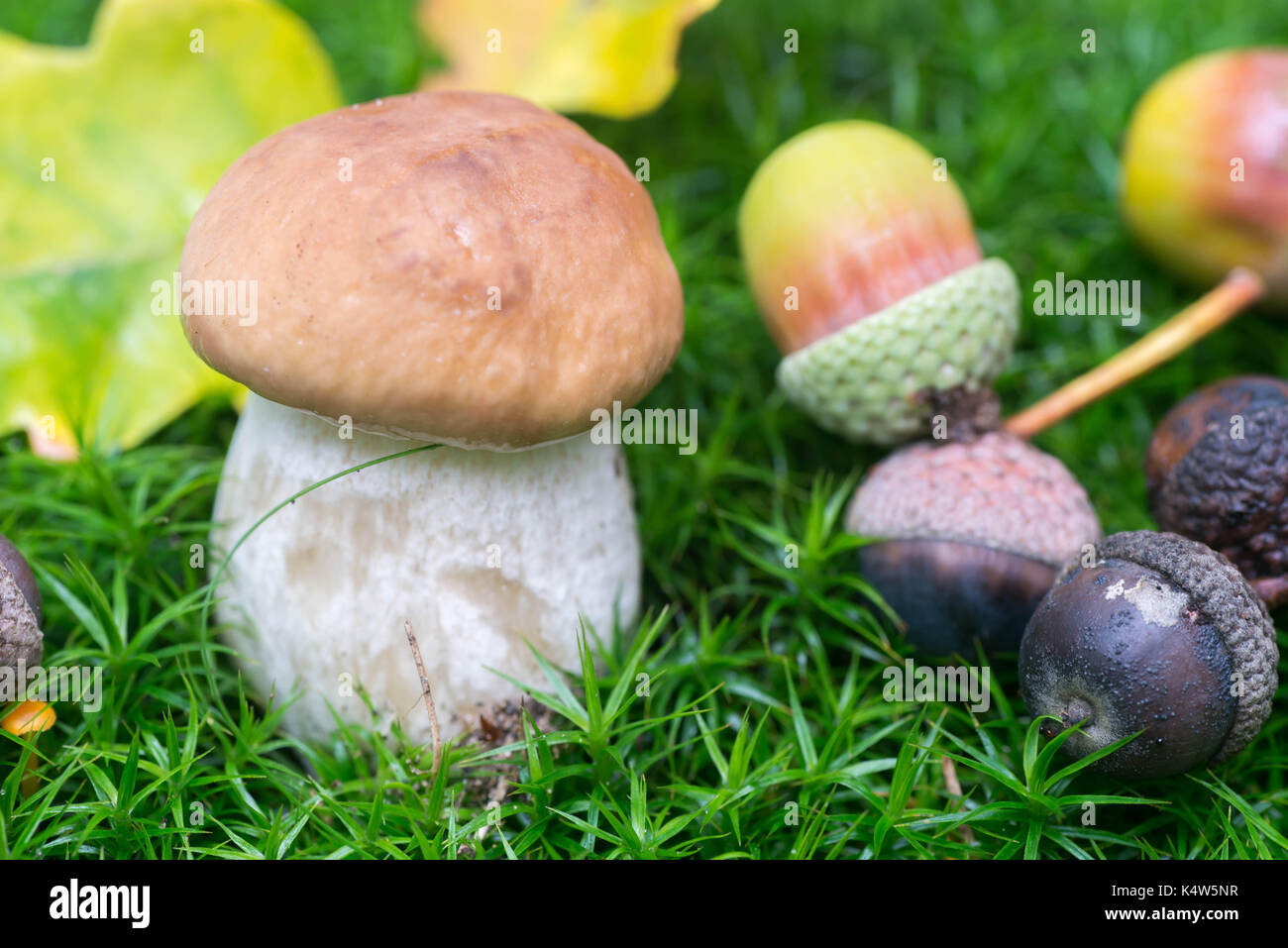 porcini mushroom and acorns in moss macro selective focus Stock Photo ...