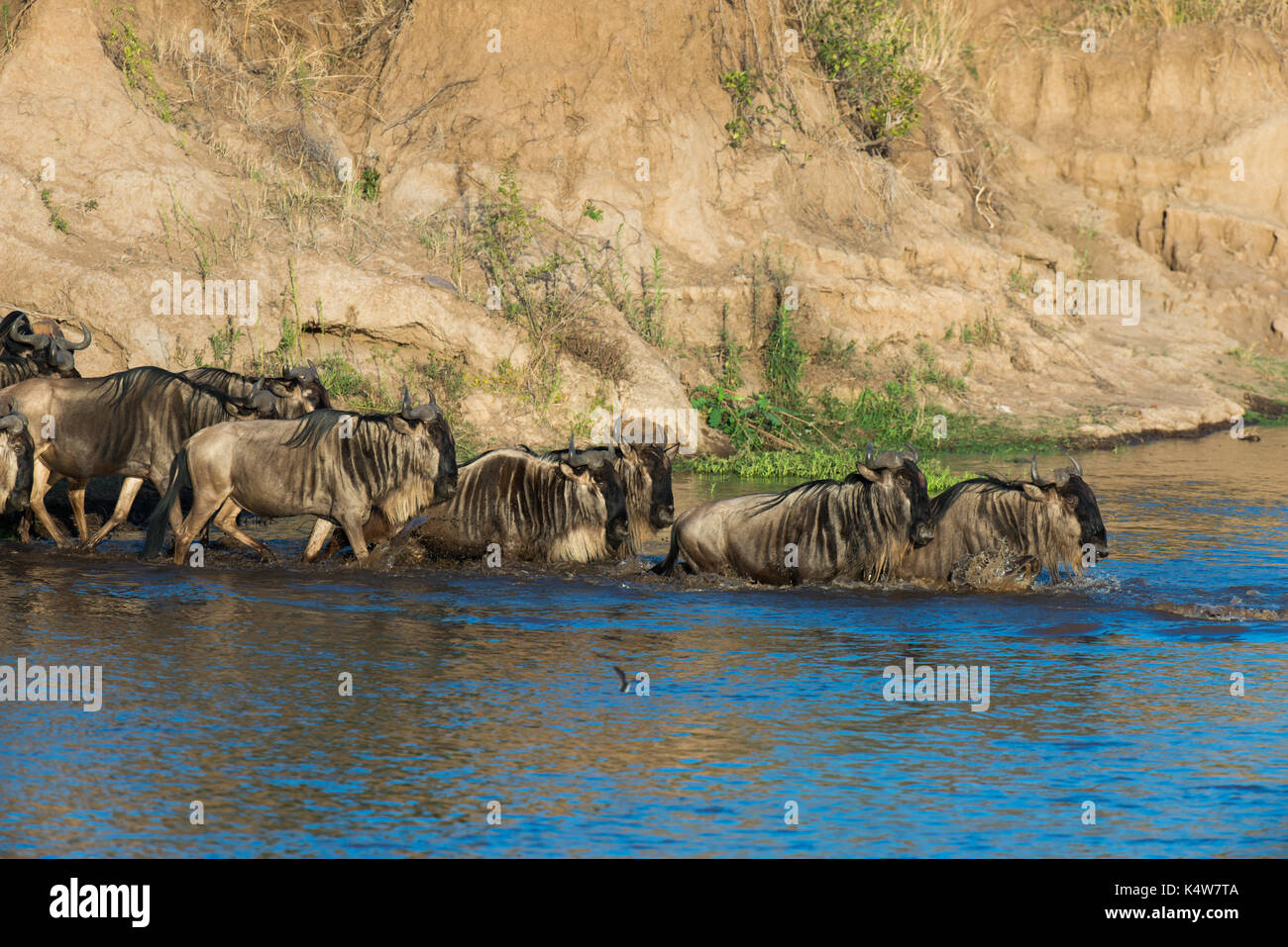 Mara river migration hi-res stock photography and images - Alamy