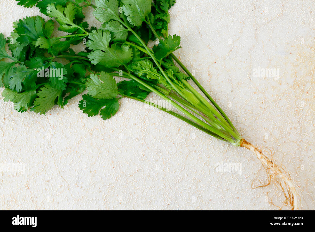 Cilantro root hi-res stock photography and images - Alamy