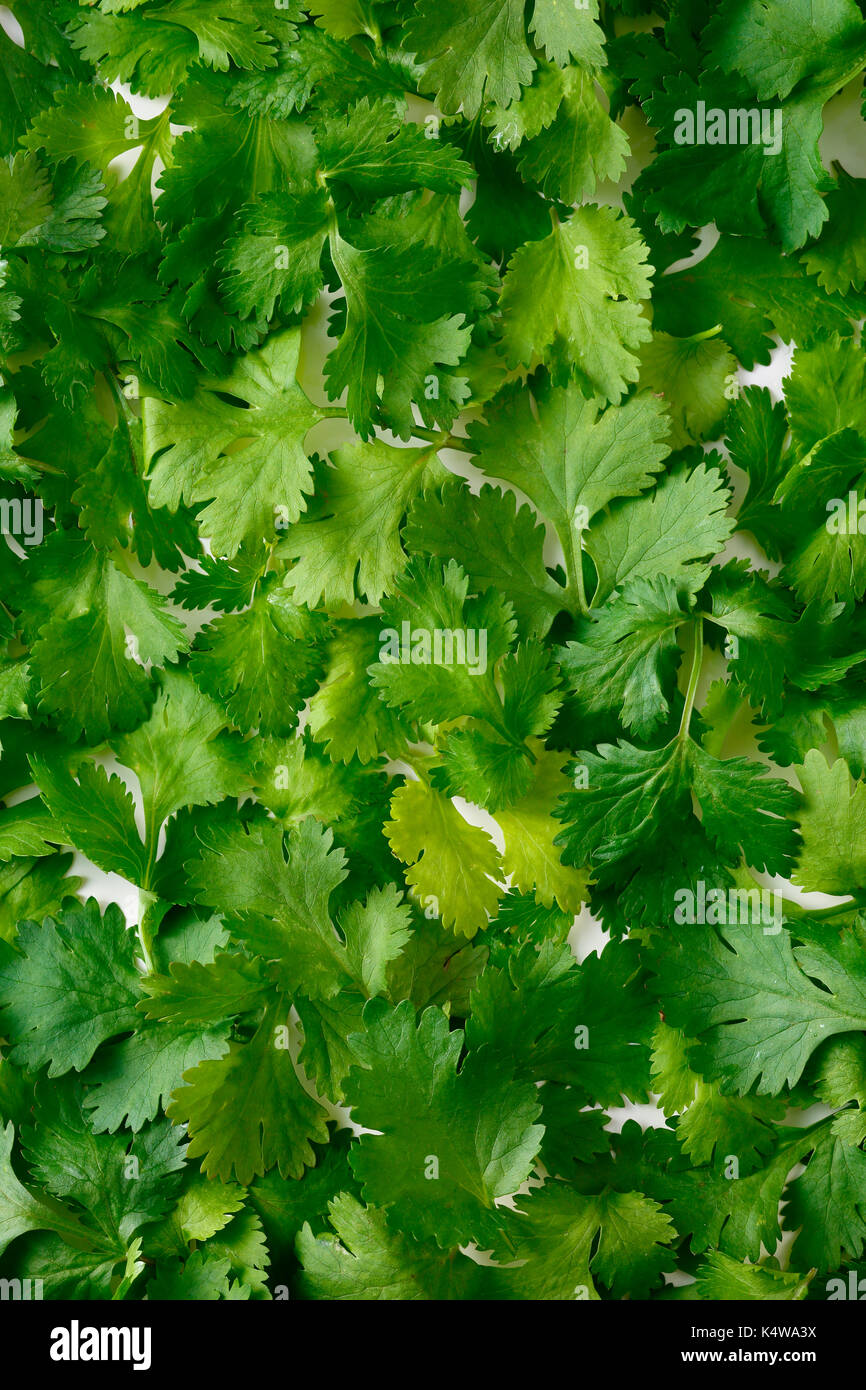 Coriander leaf above hi-res stock photography and images - Alamy