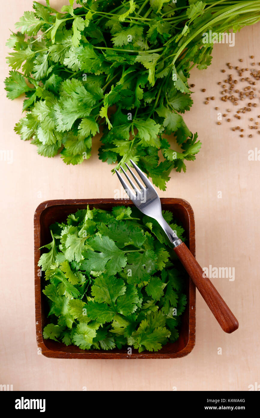 Coriander cilantro coriandrum sativum hi-res stock photography and images - Alamy