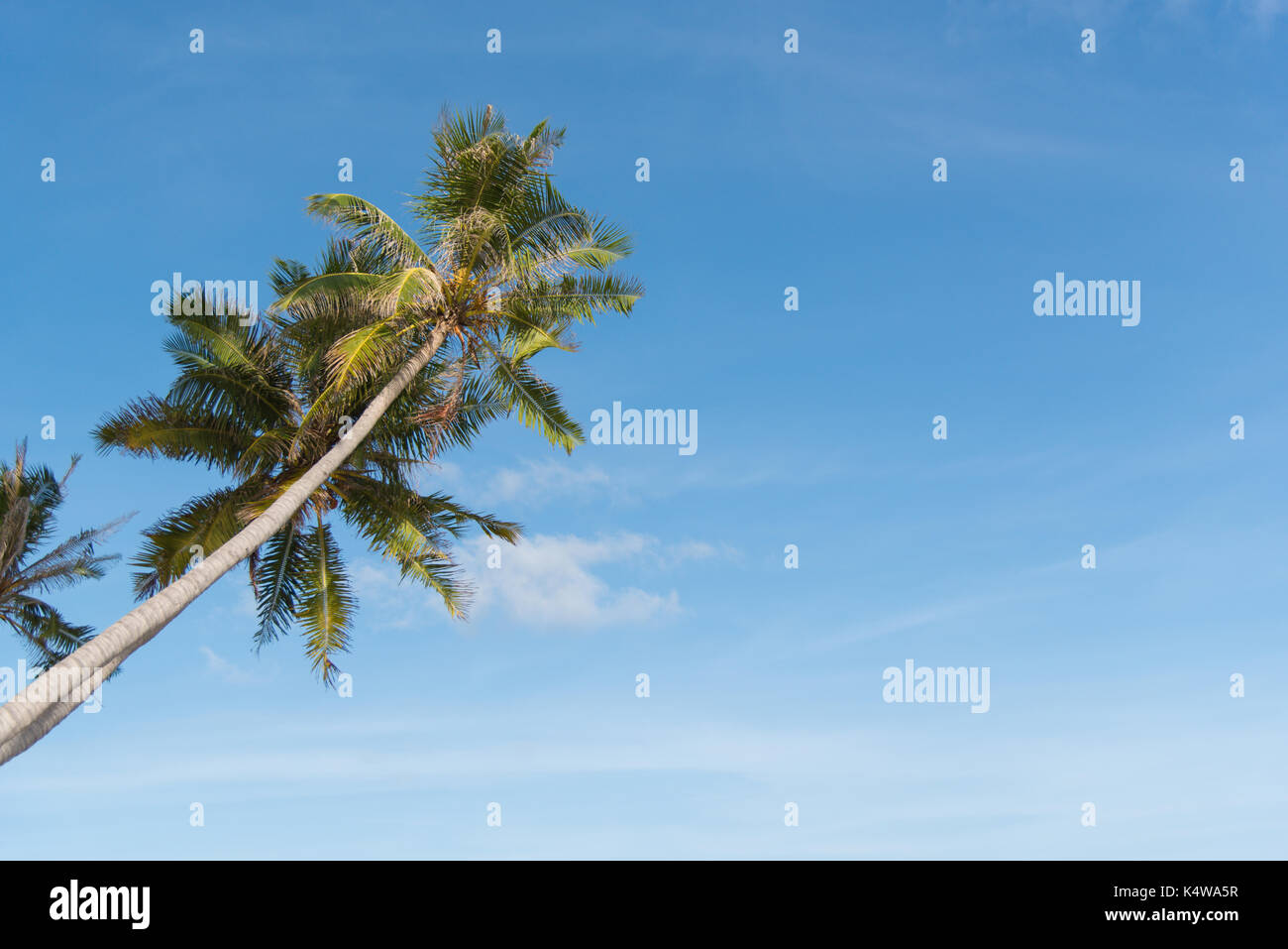 Beautiful Coconut palm trees in Maldives. Holiday and vacation concept ...