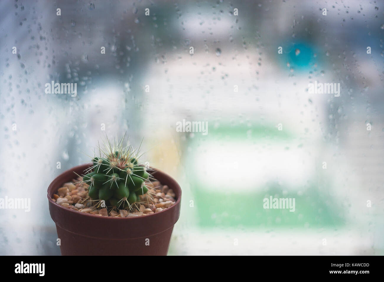 Rain on cactus hi-res stock photography and images - Alamy