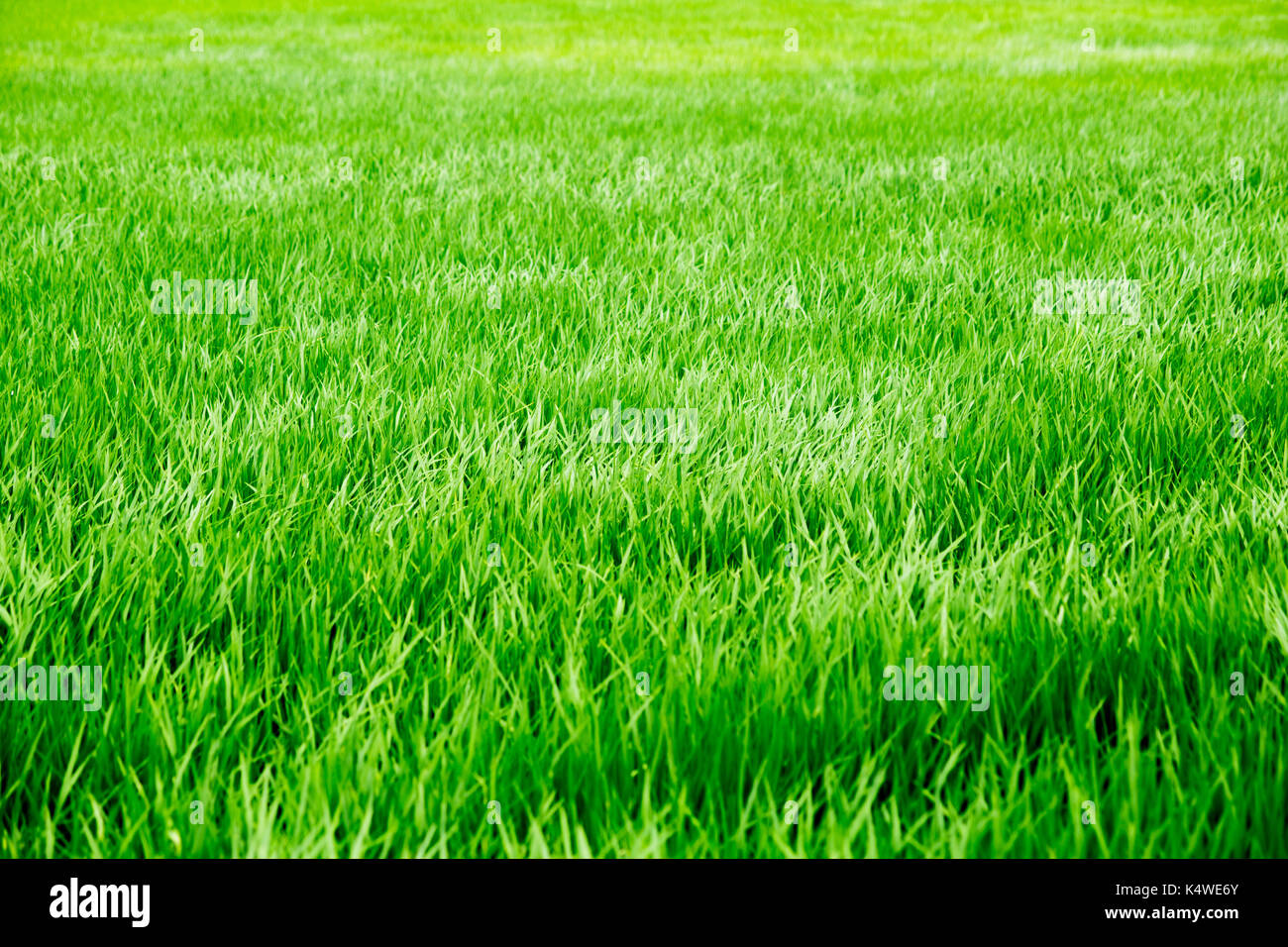 Windy summer green grass rice field Stock Photo - Alamy