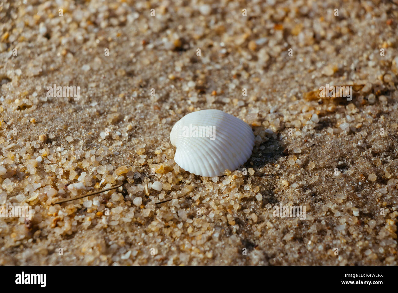 Seashell closeup hi-res stock photography and images - Alamy