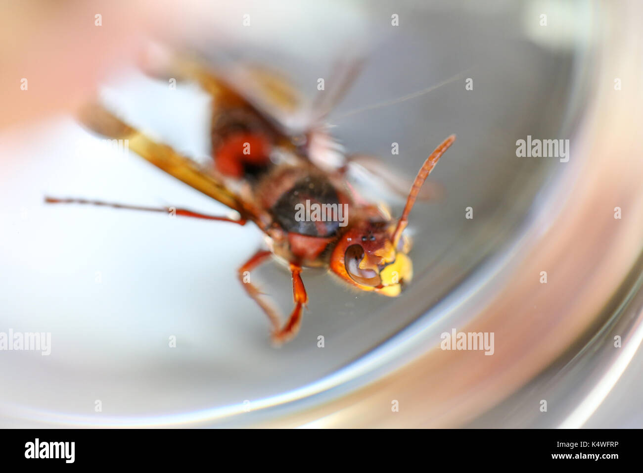 Cicada killer wasp hi-res stock photography and images - Alamy