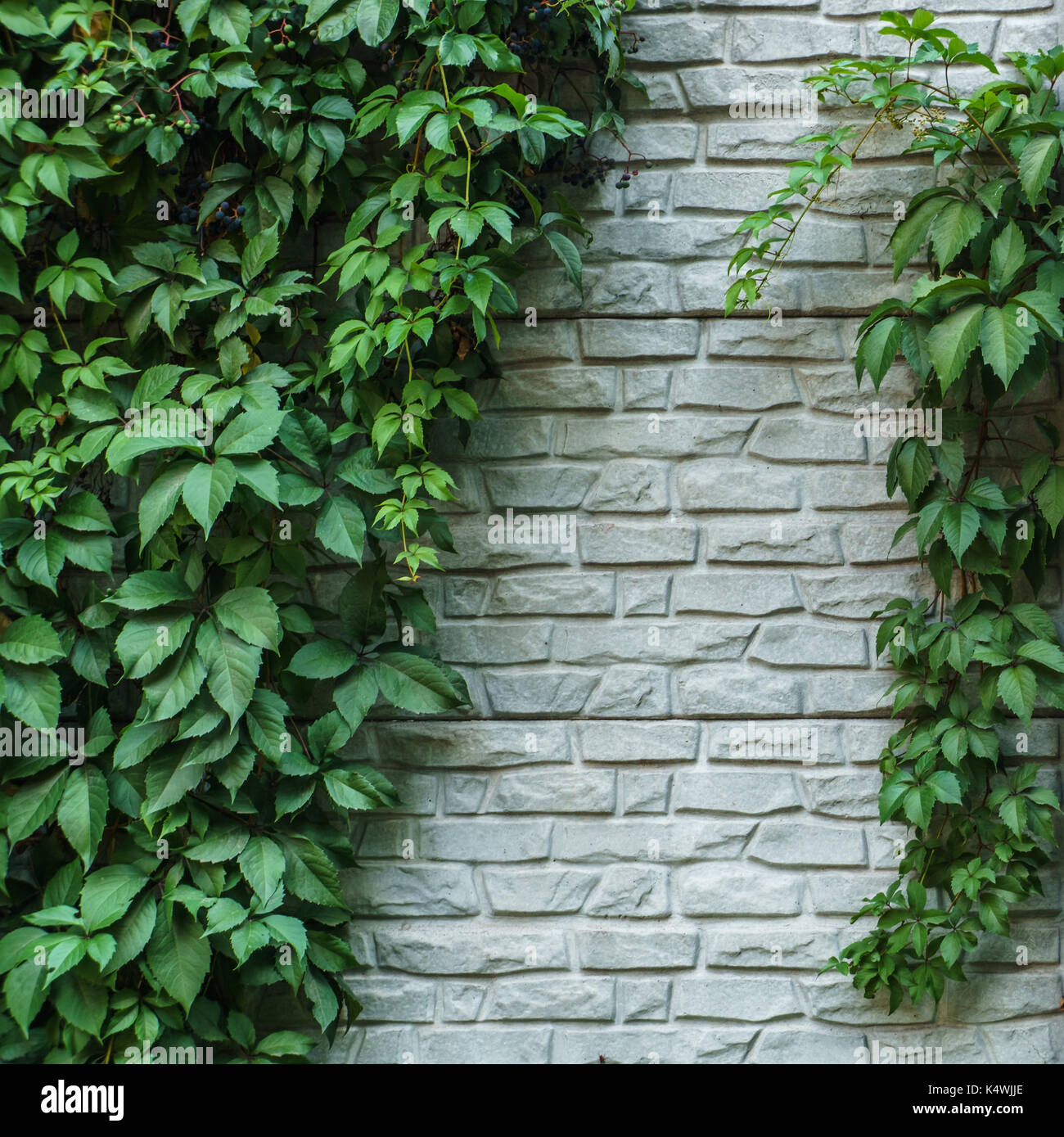 Brick wall or fence with wild grapes. Vintage brick wall with natural ...