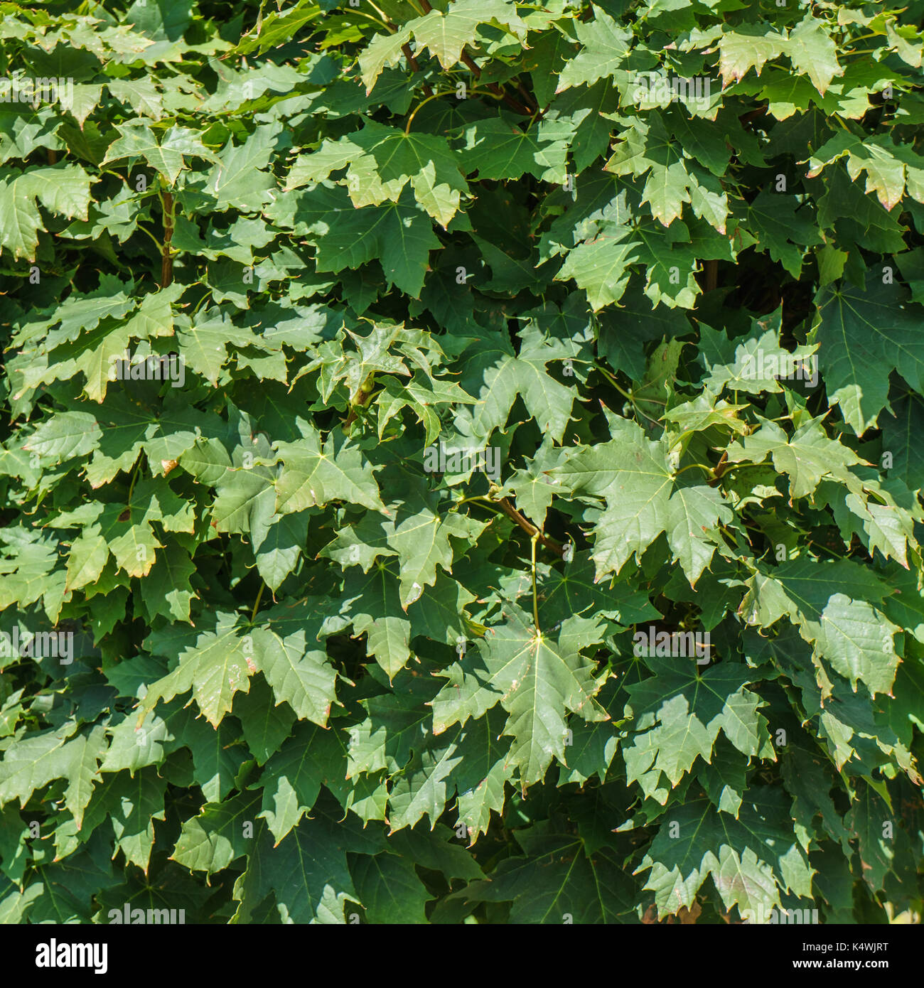 Texture of green foliage, nature background of leaves. Green maple ...