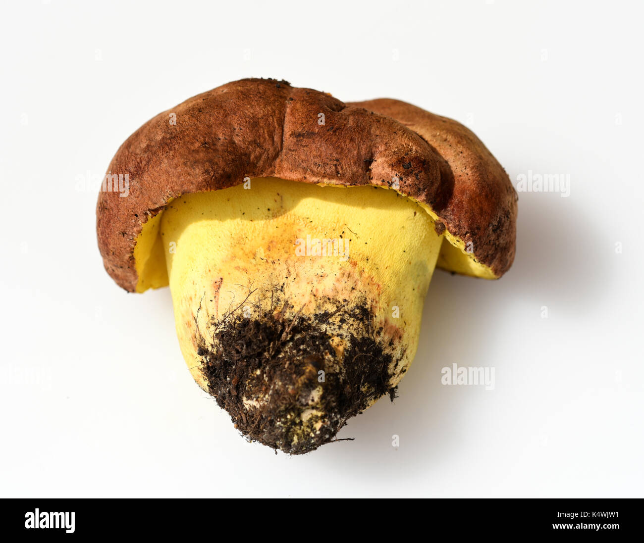 Maronenroehrling hi-res stock photography and images - Alamy