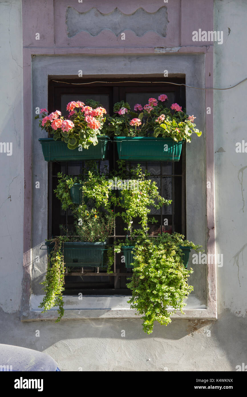 Window With Flowers Stock Photo - Alamy
