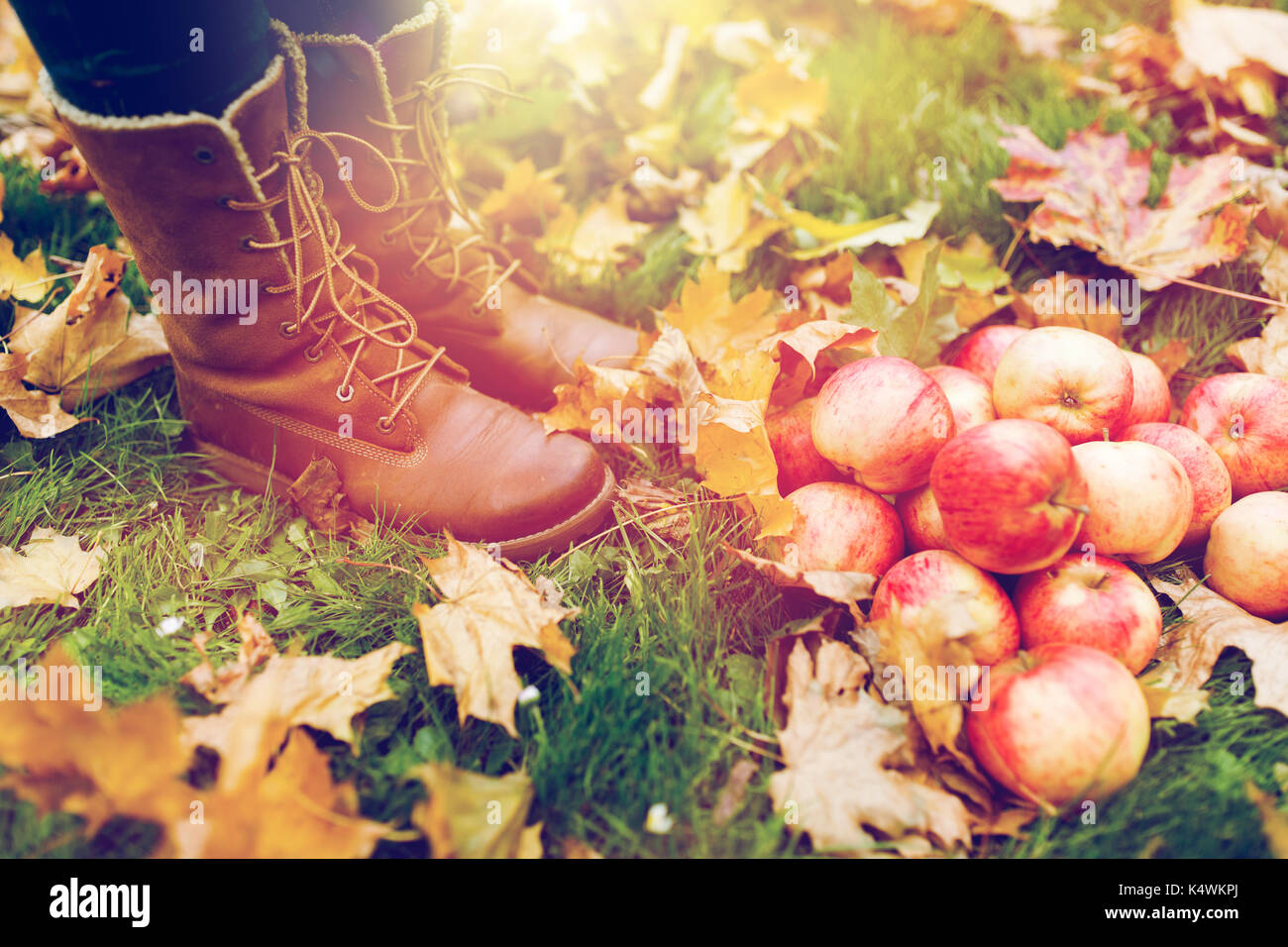woman feet in boots with apples and autumn leaves Stock Photo - Alamy
