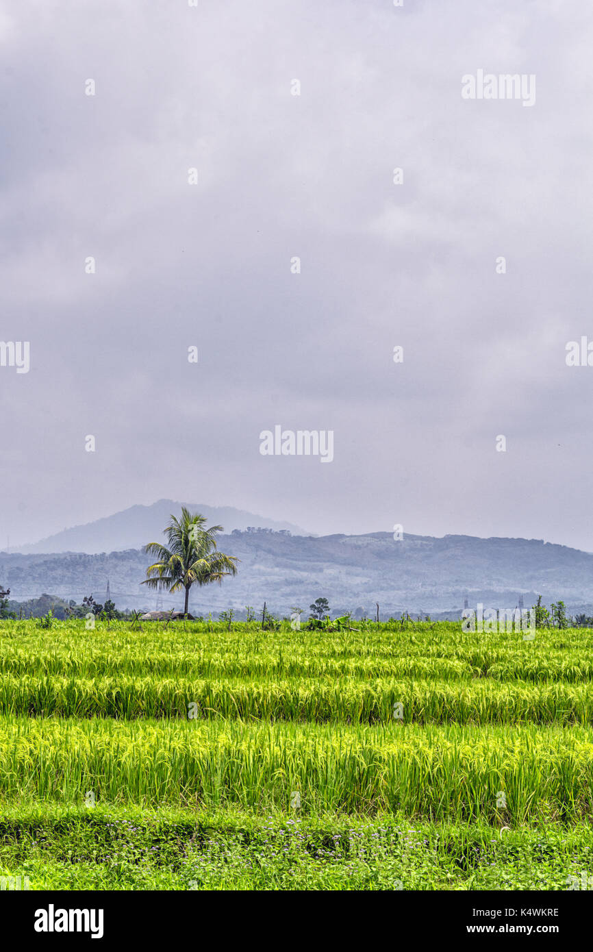 Yellow Paddy field with cloudy blue sky and mountain Stock Photo - Alamy
