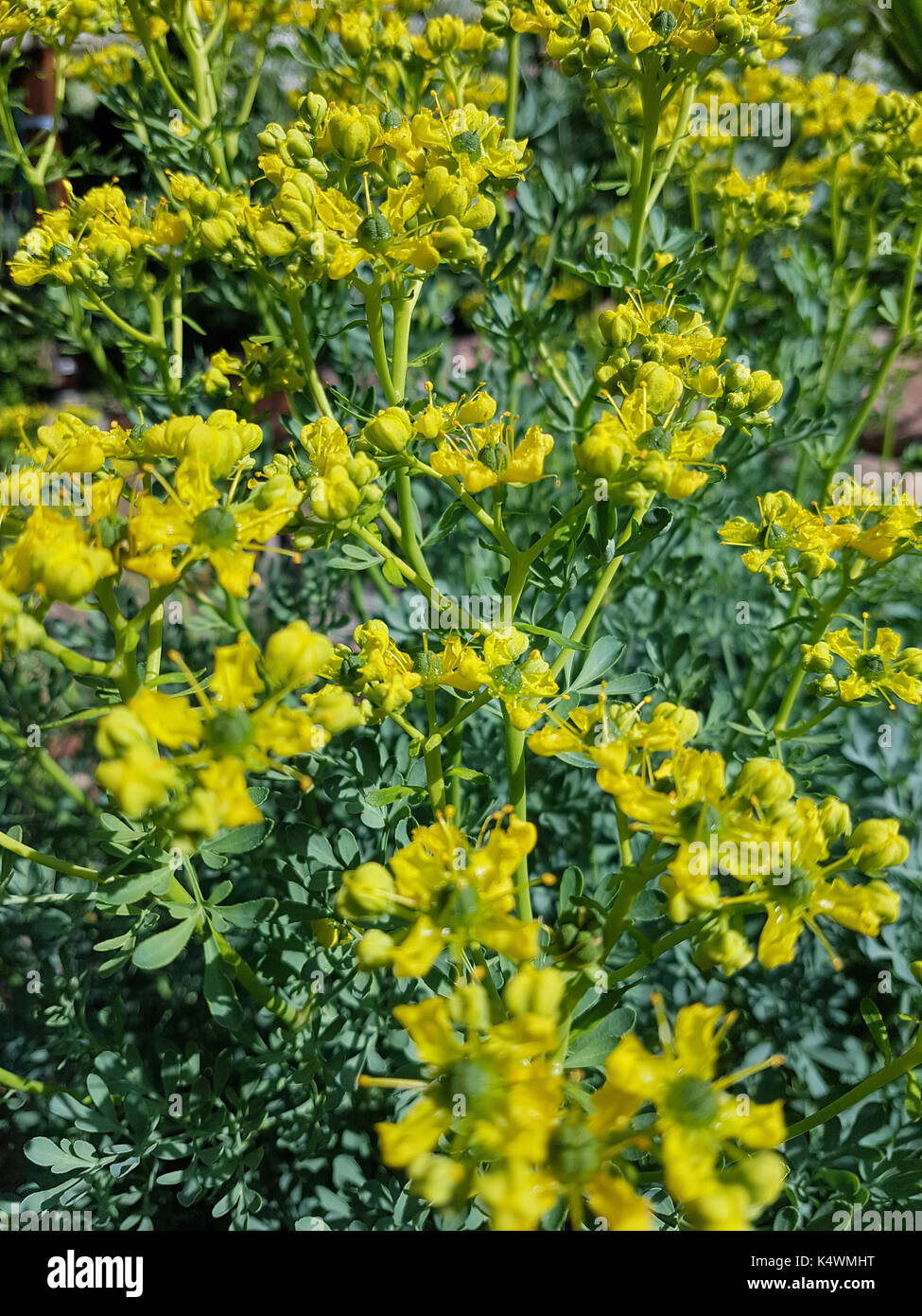 Weinraute, Ruta, graveolens, Raute, Heilpflanze Stock Photo - Alamy