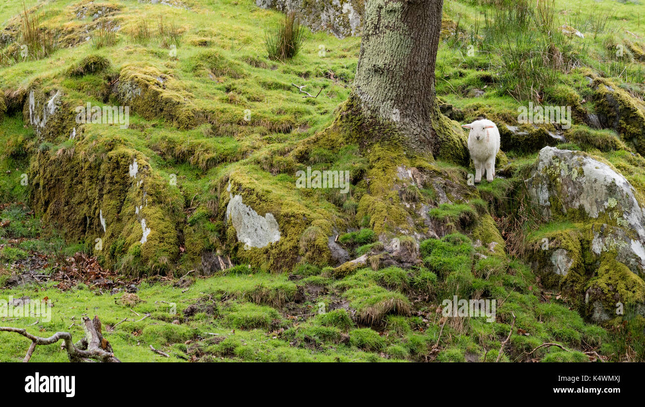 Lamb under tree hi-res stock photography and images - Alamy